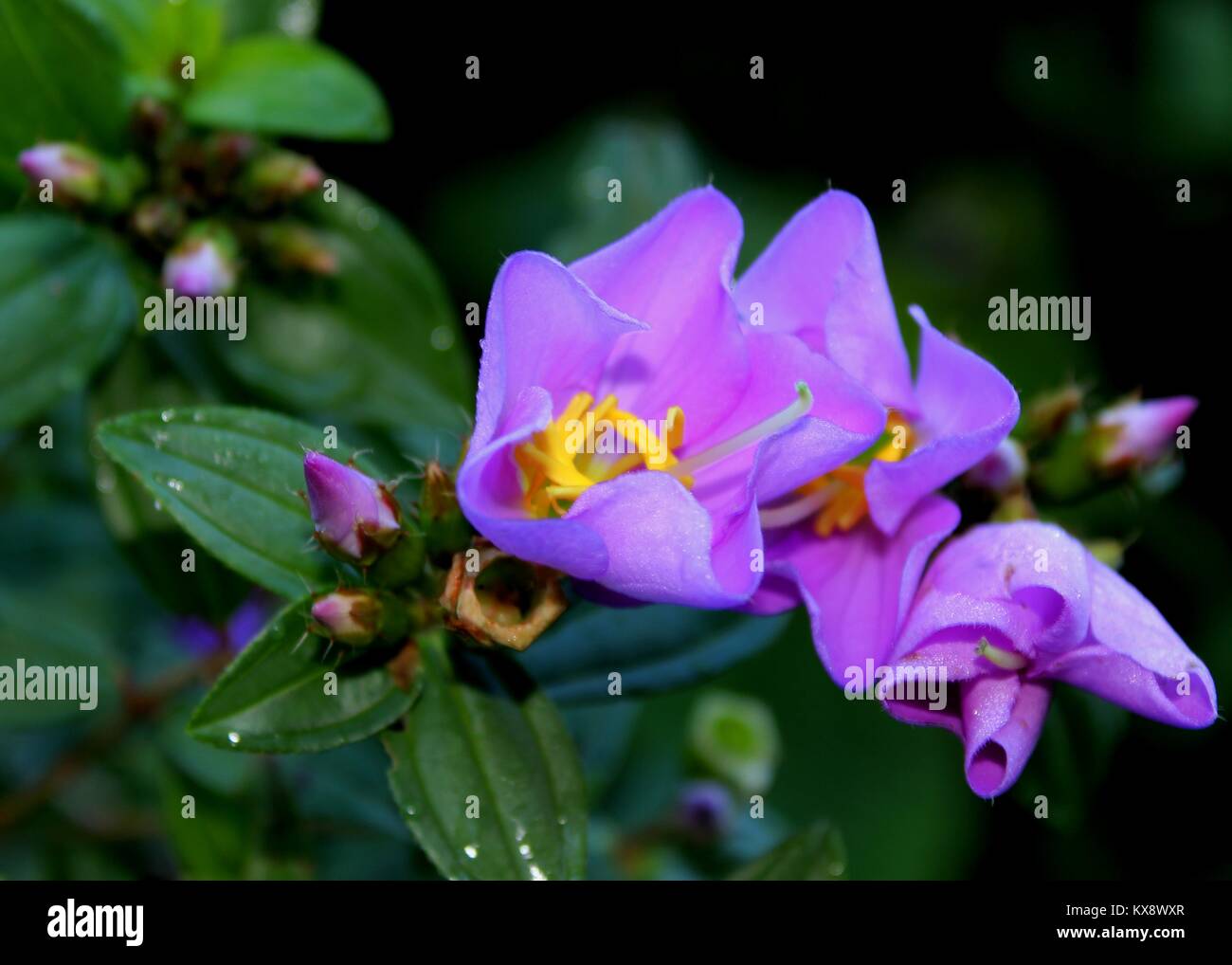 Osbeckia hi-res stock photography and images - Alamy
