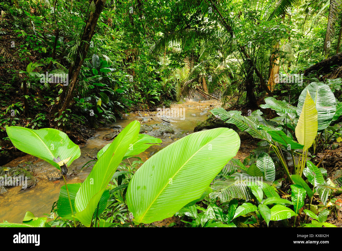 Wild Darien jungle near Colombia and Panama border. Central America ...