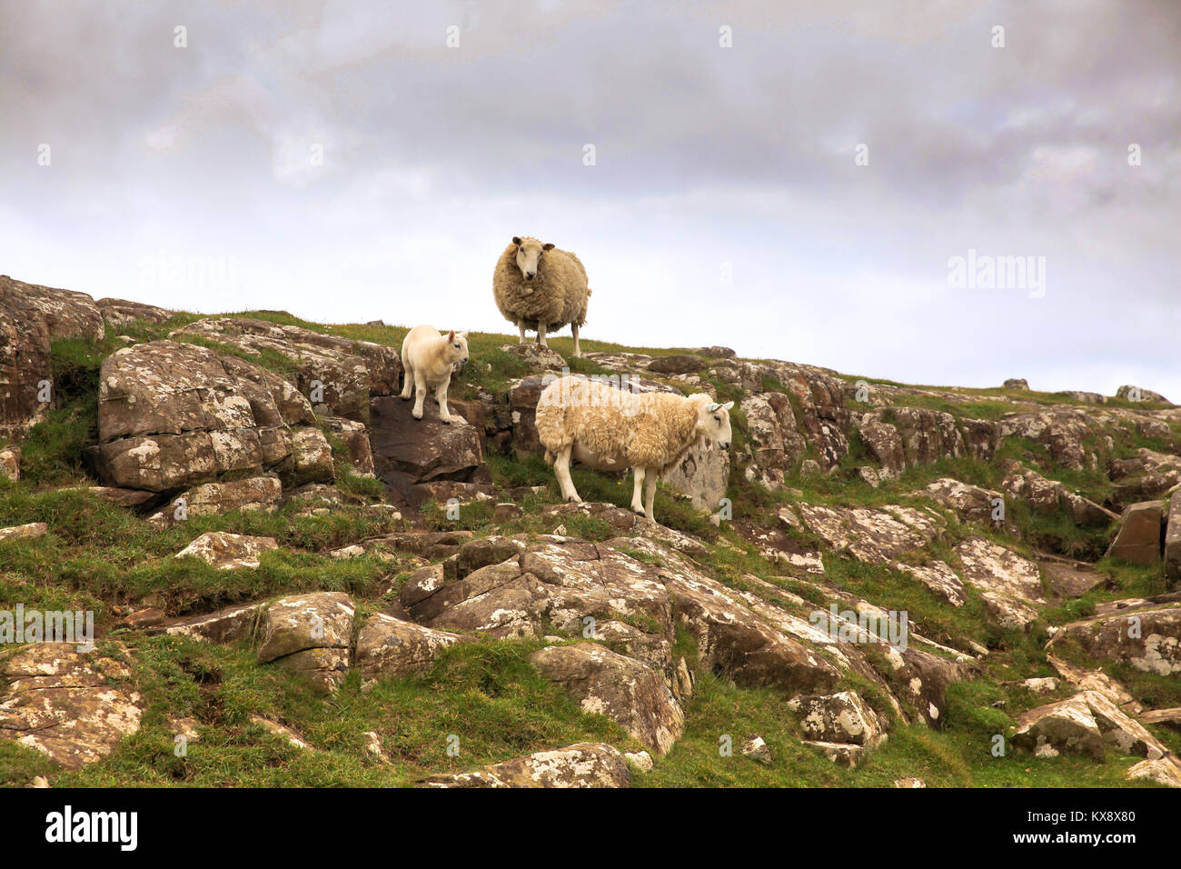Soft, Fluffy Sheep at Isle of Skye, Scotland Stock Photo - Alamy