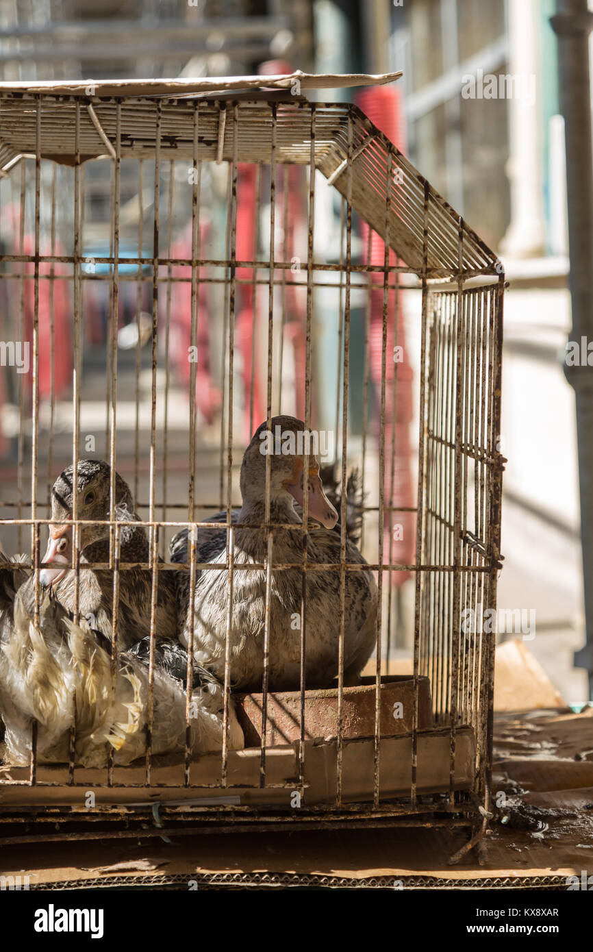 Ducks sale poultry farm hi-res stock photography and images - Alamy