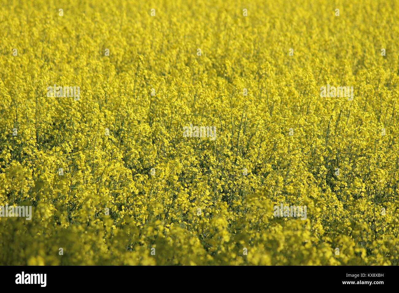 Canola field australia hi-res stock photography and images - Alamy