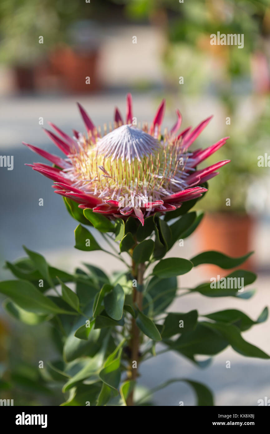 King Protea: Beautiful Protea Cynaroides Flower Close-up Stock Photo ...