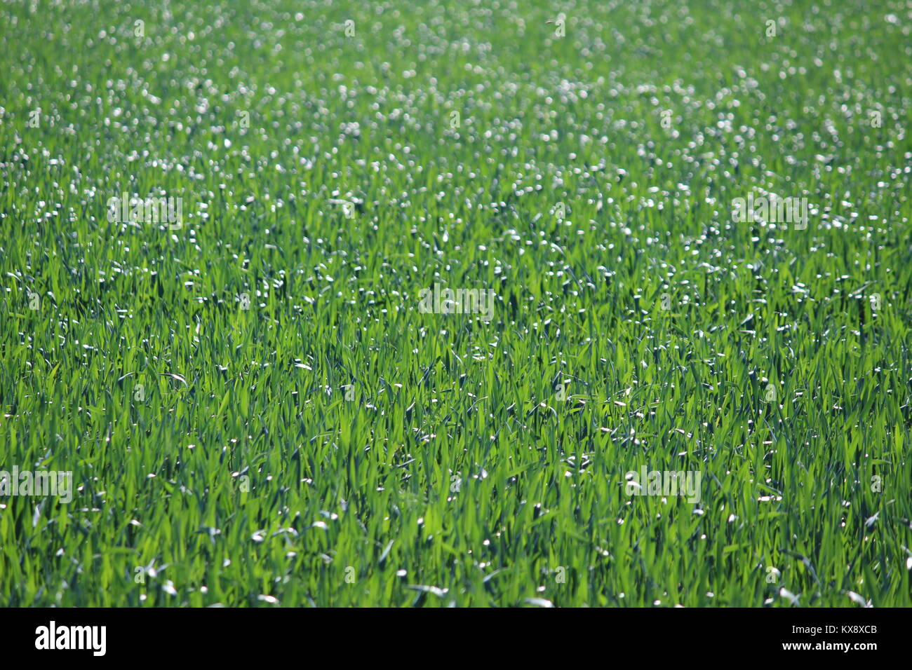 Young Barley Crop in Victoria Stock Photo - Alamy