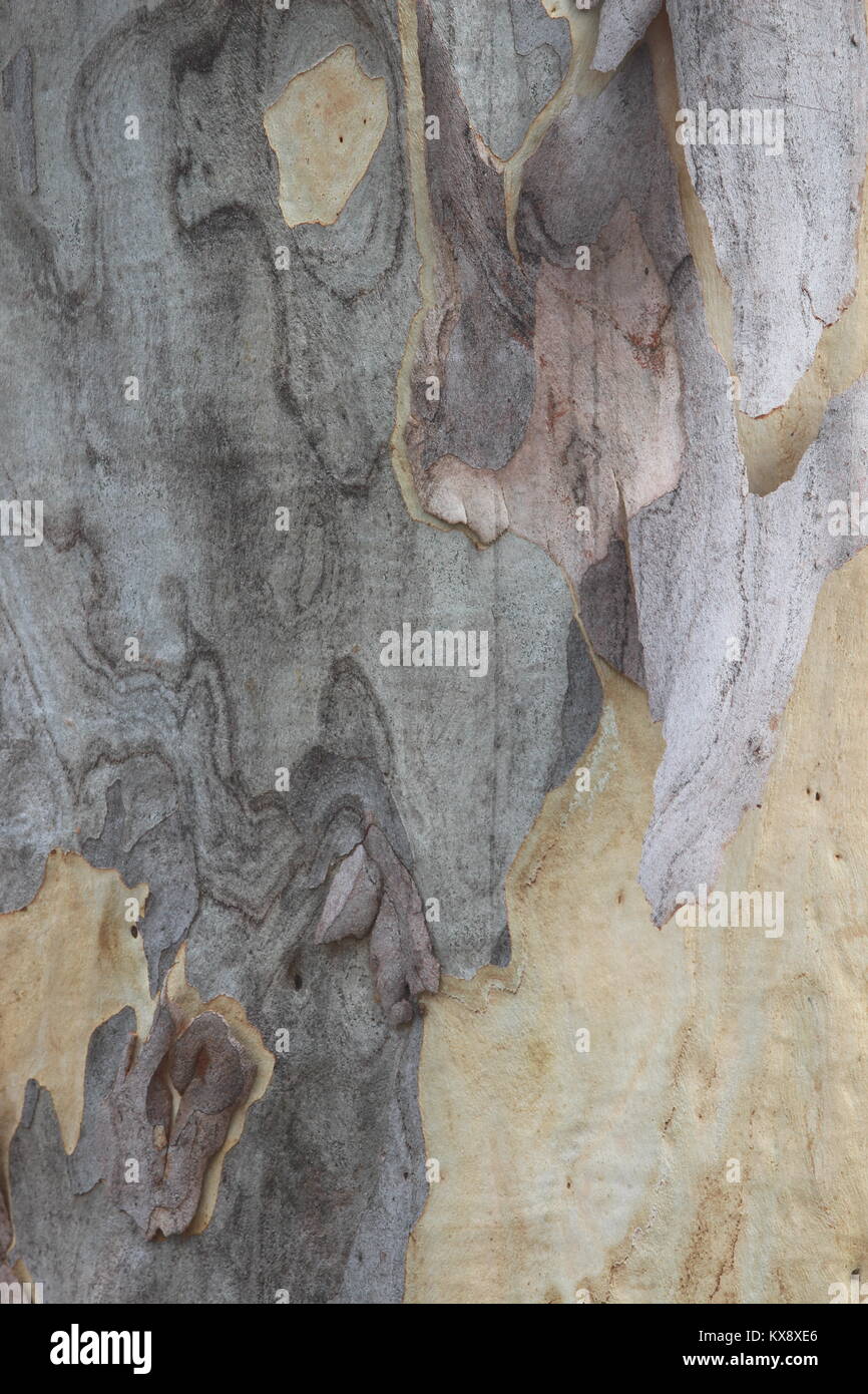 Highly textured eucalyptus tree bark Stock Photo - Alamy