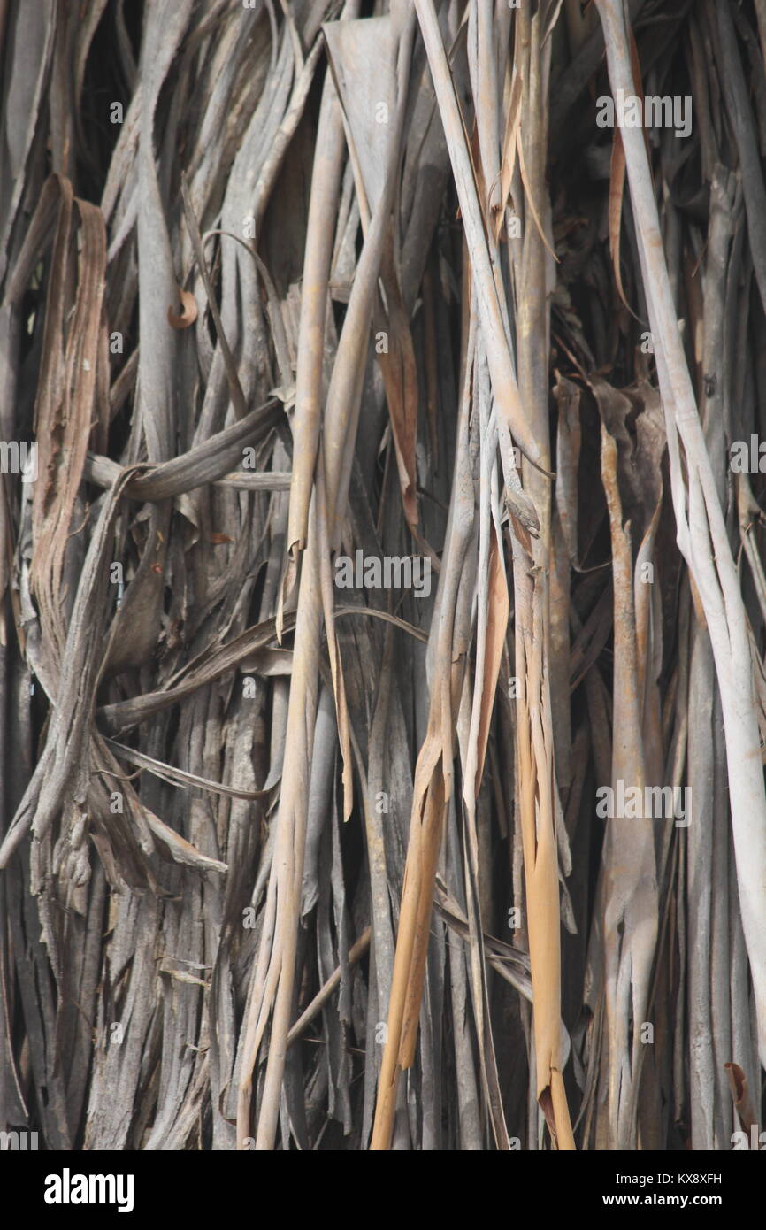 Highly textured eucalyptus tree bark Stock Photo - Alamy