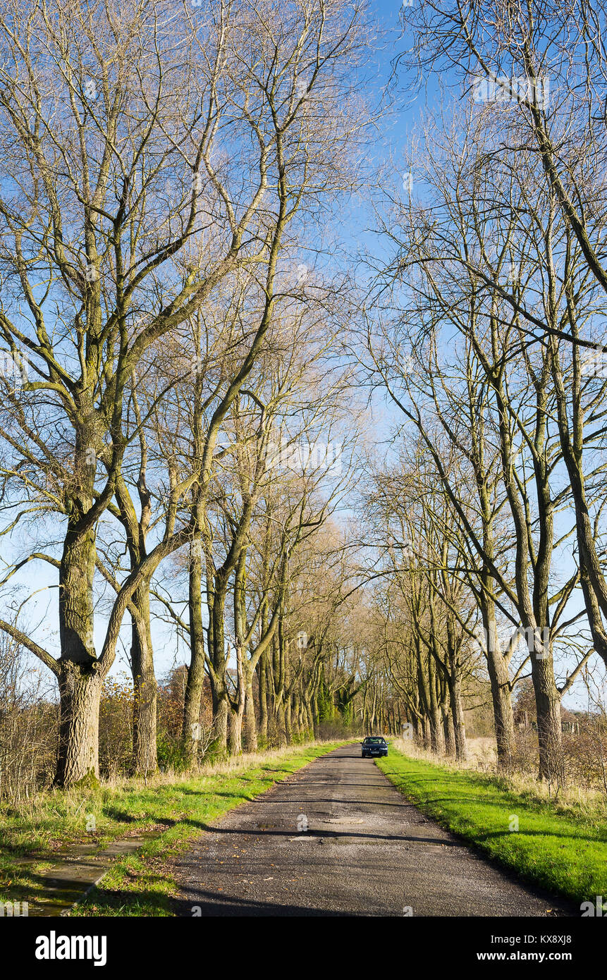 Avenue of deciduous trees in Yatesbury village Wiltshire England UK ...