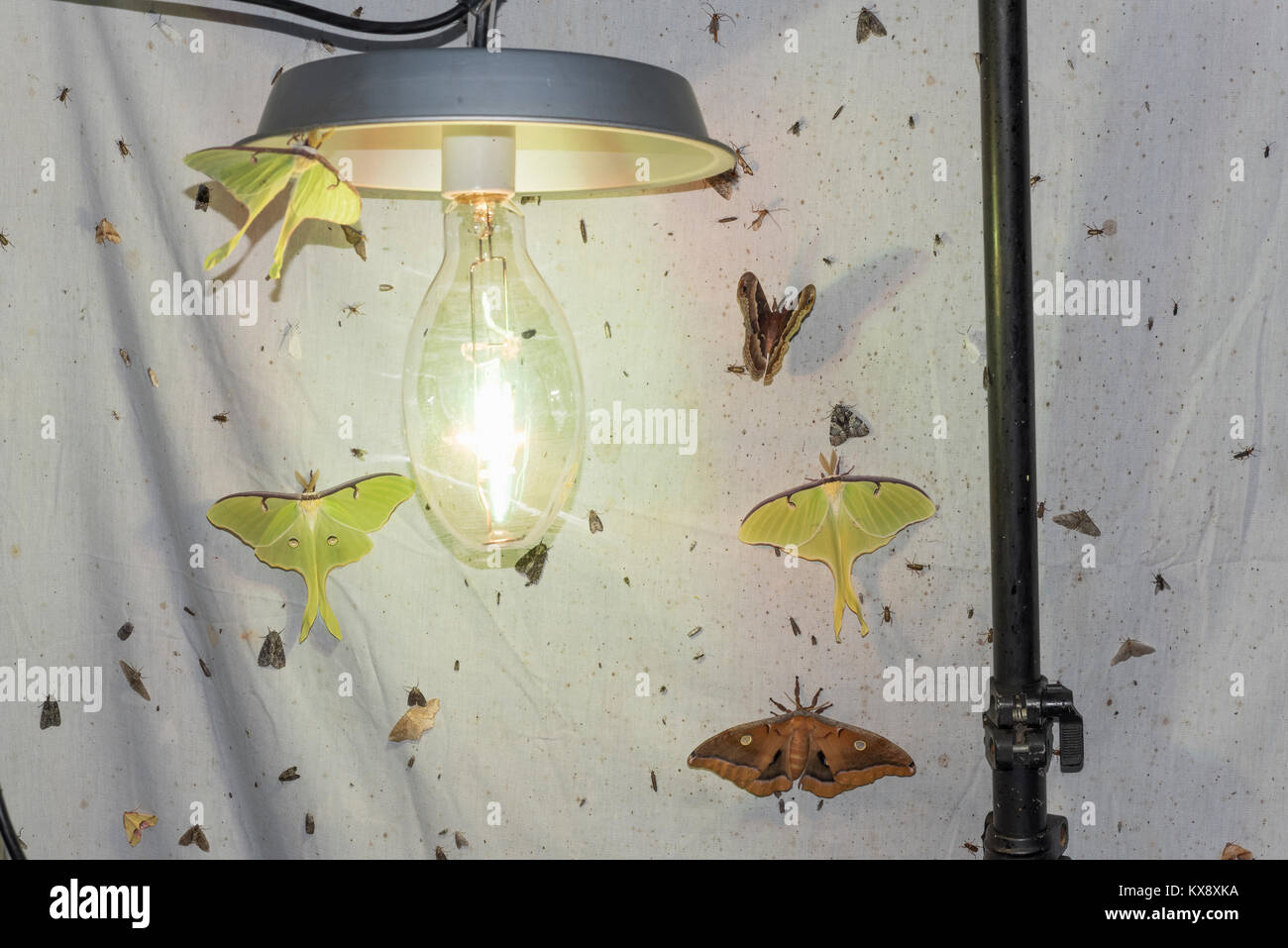 Nightlighting for moths in spring. Luna, Polyphemus and Promethea moths ...