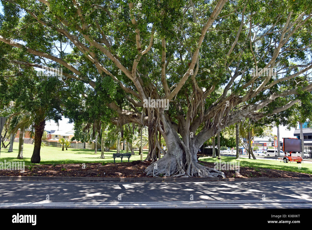 Large fig tree hi-res stock photography and images - Alamy