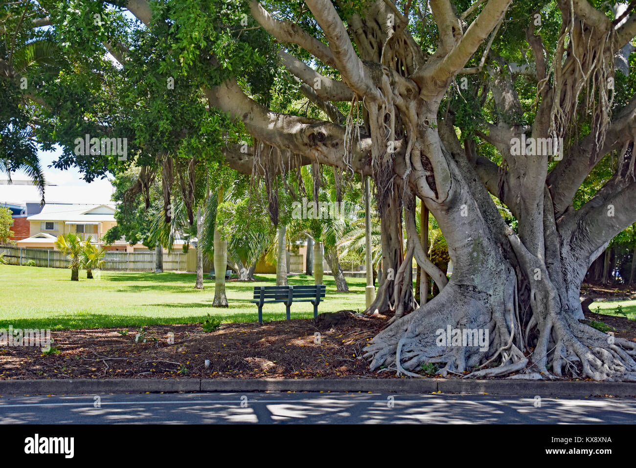 Large fig tree hi-res stock photography and images - Alamy