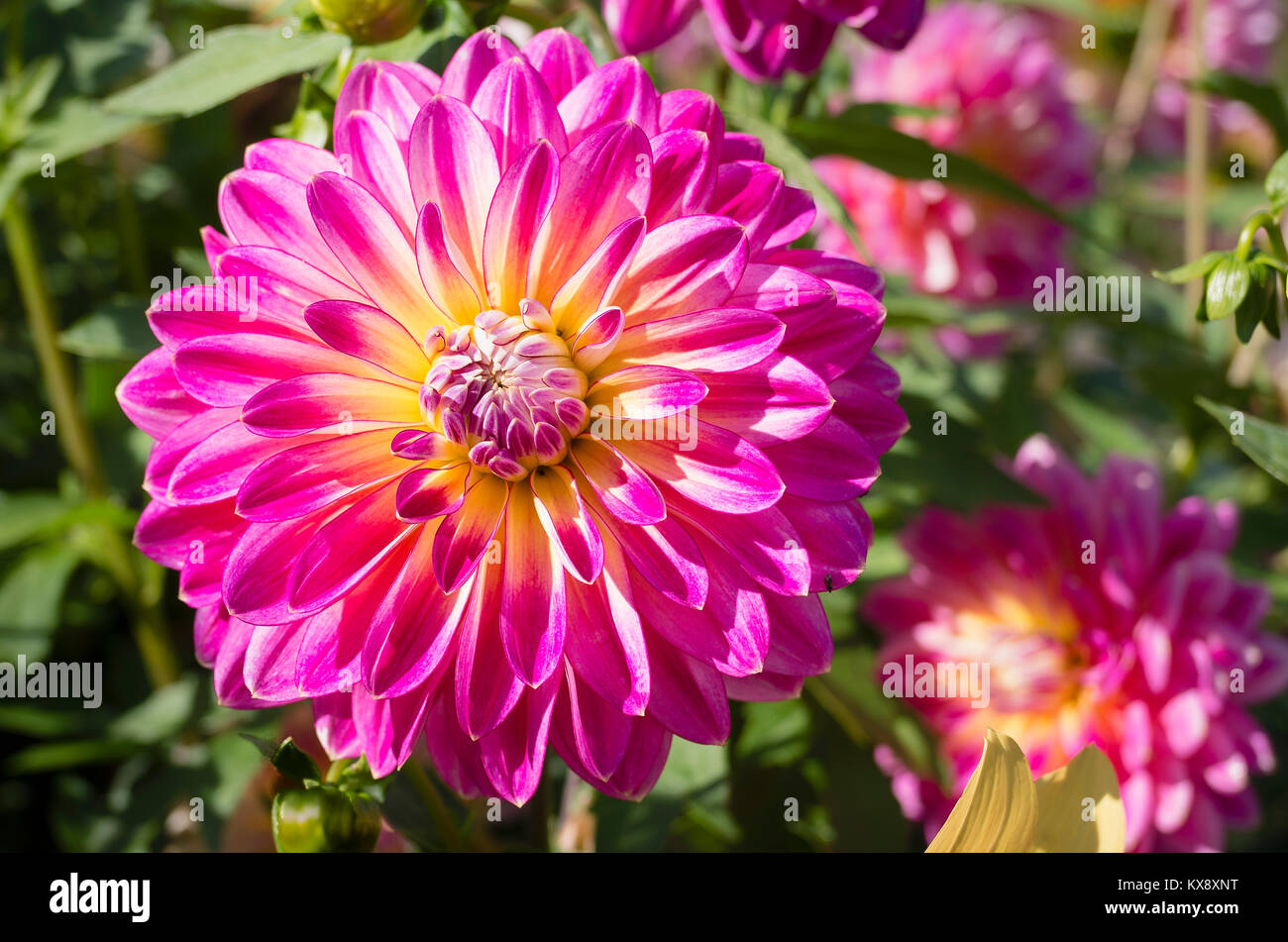 Symmetrical flowers hi-res stock photography and images - Alamy