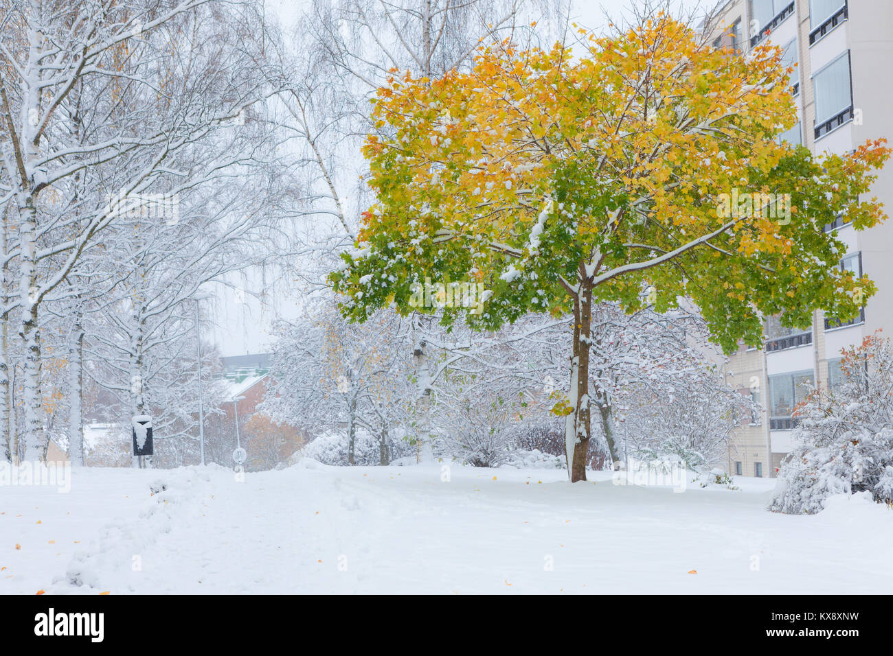 Beautiful first snow in autumn hi-res stock photography and images - Alamy
