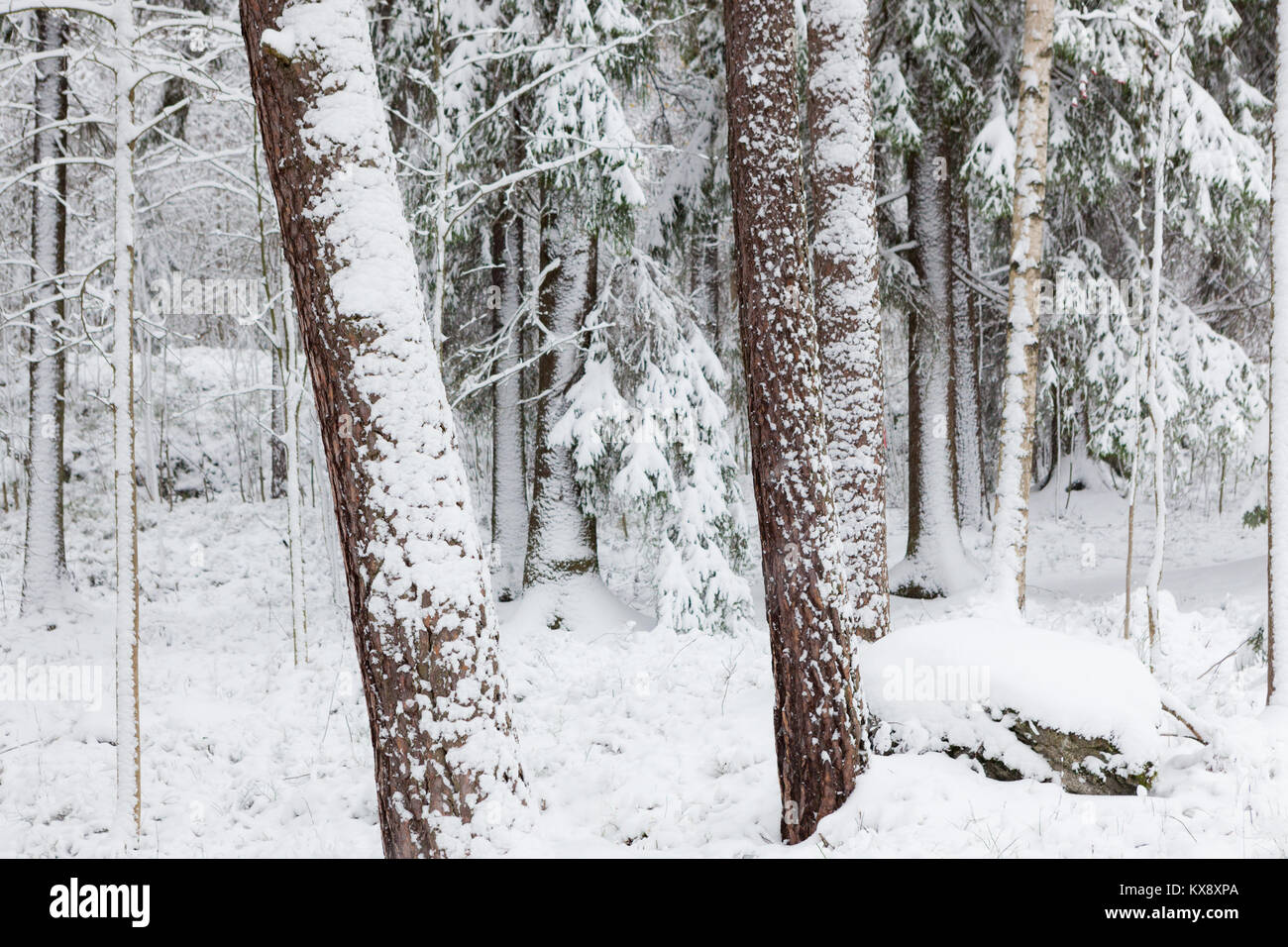 Snow covered tree trunks in forest Stock Photo - Alamy