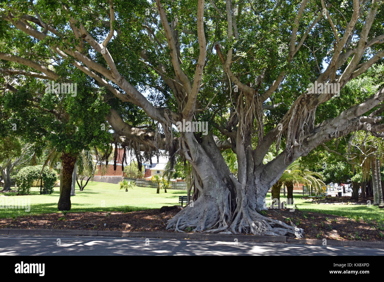 STRANGLER FIG TREE IN A PARK Stock Photo - Alamy