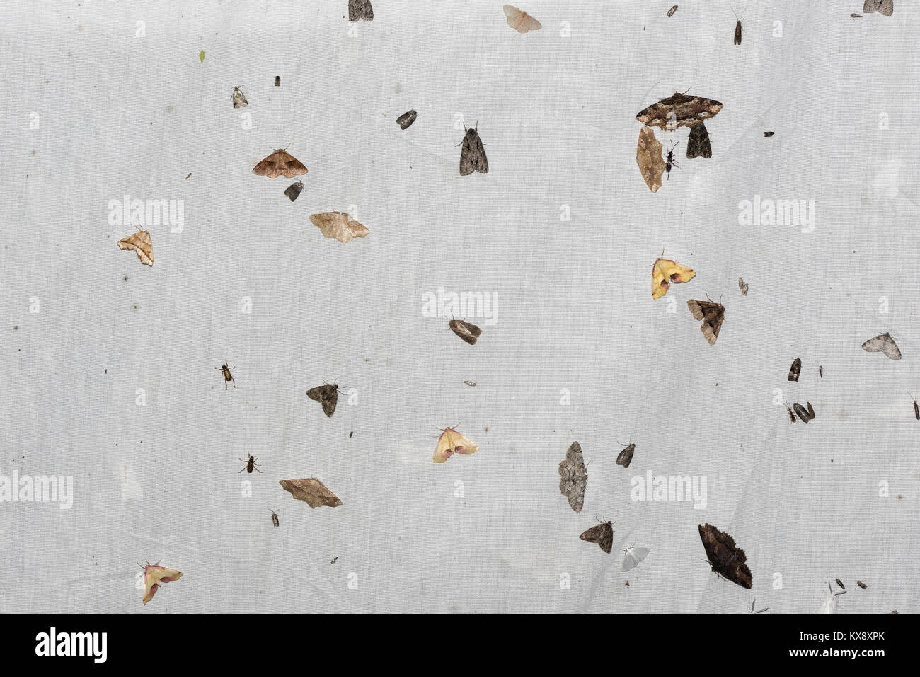 Moths light bulb High Resolution Stock Photography and Images - Alamy