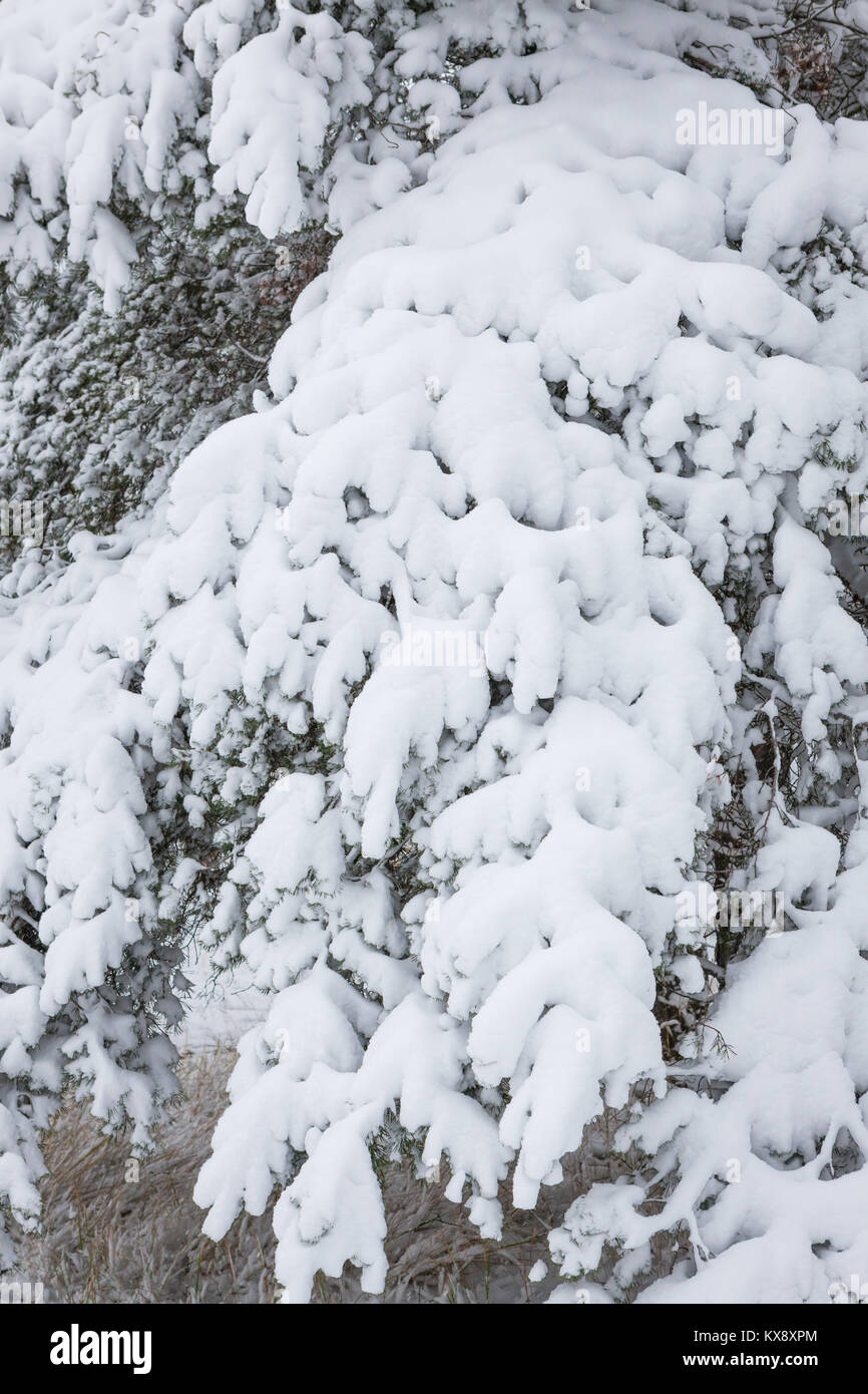 Pine branches snowfall winter hi-res stock photography and images - Alamy