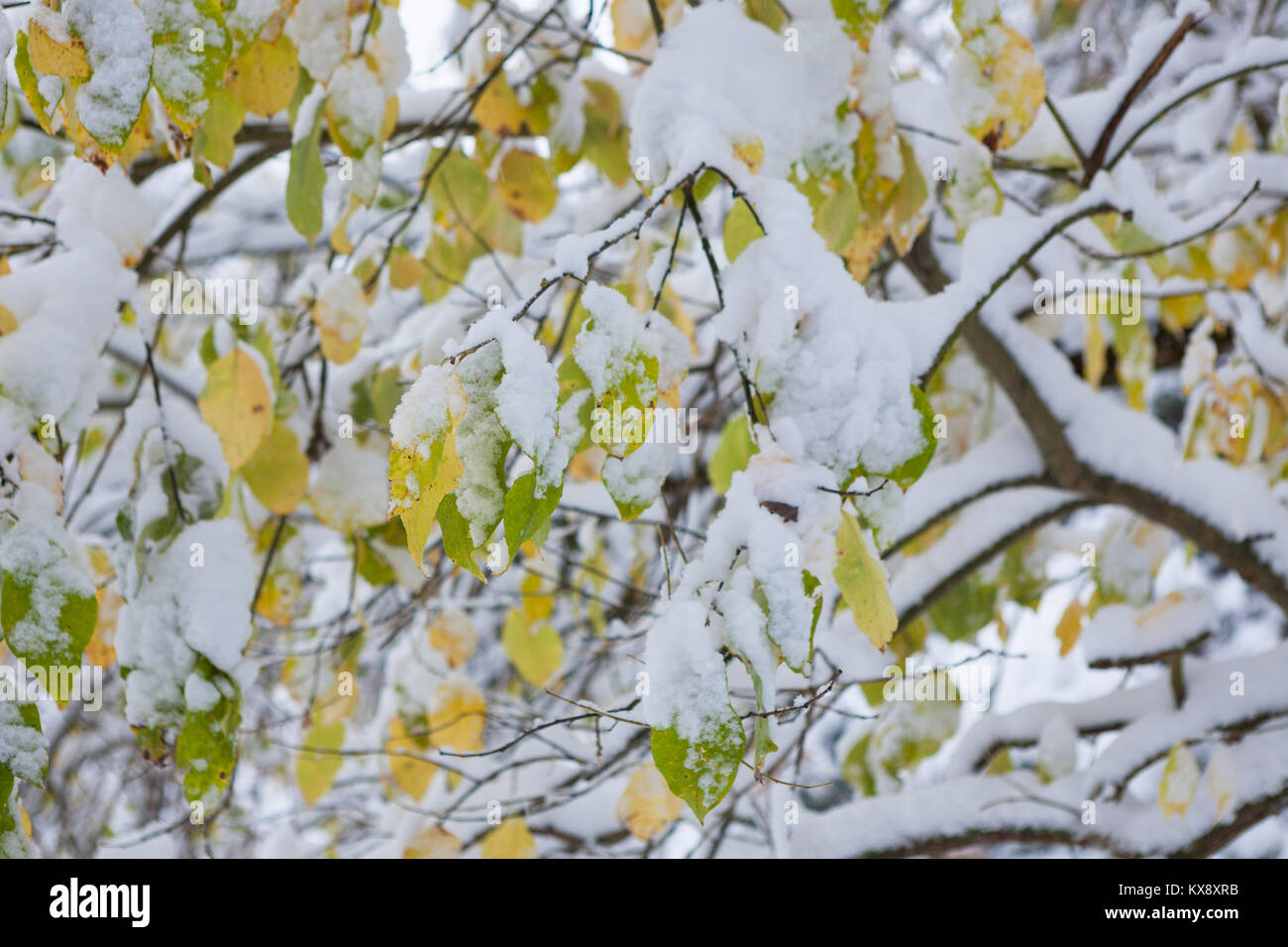 Tree with snow covered fall leaves hi-res stock photography and images ...