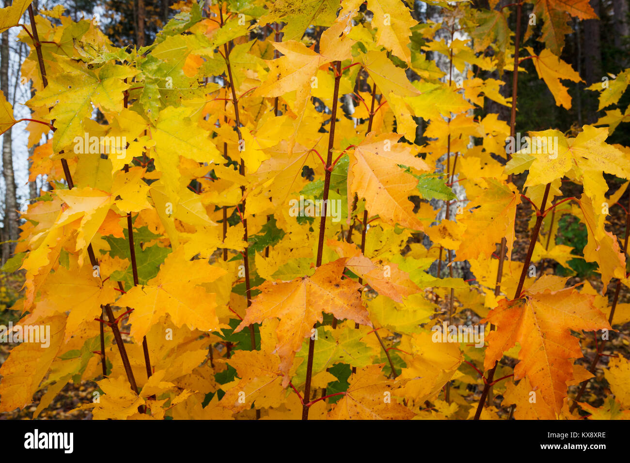 Yellow fall autumn tree hi-res stock photography and images - Alamy