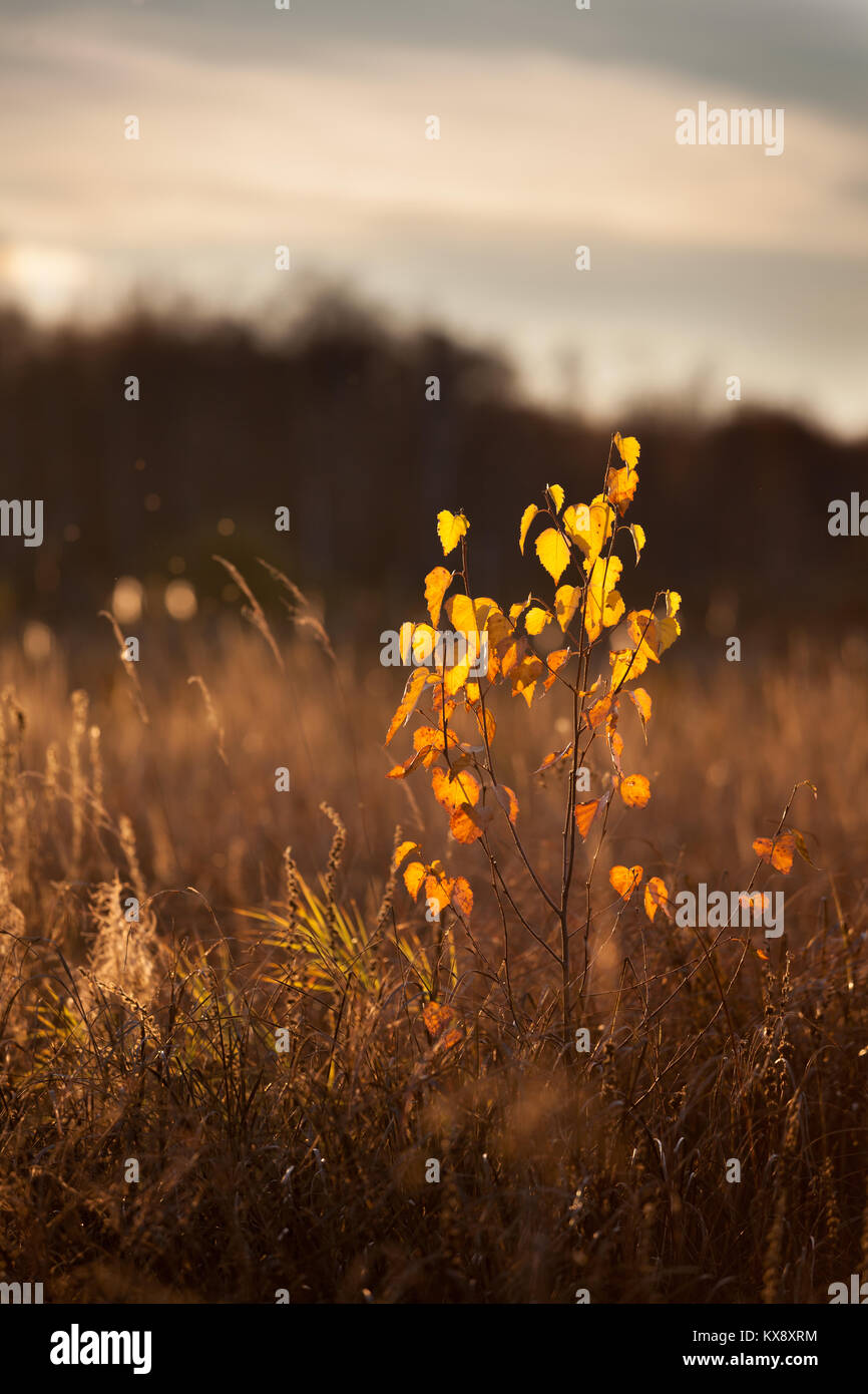 Very small leaves hi-res stock photography and images - Alamy