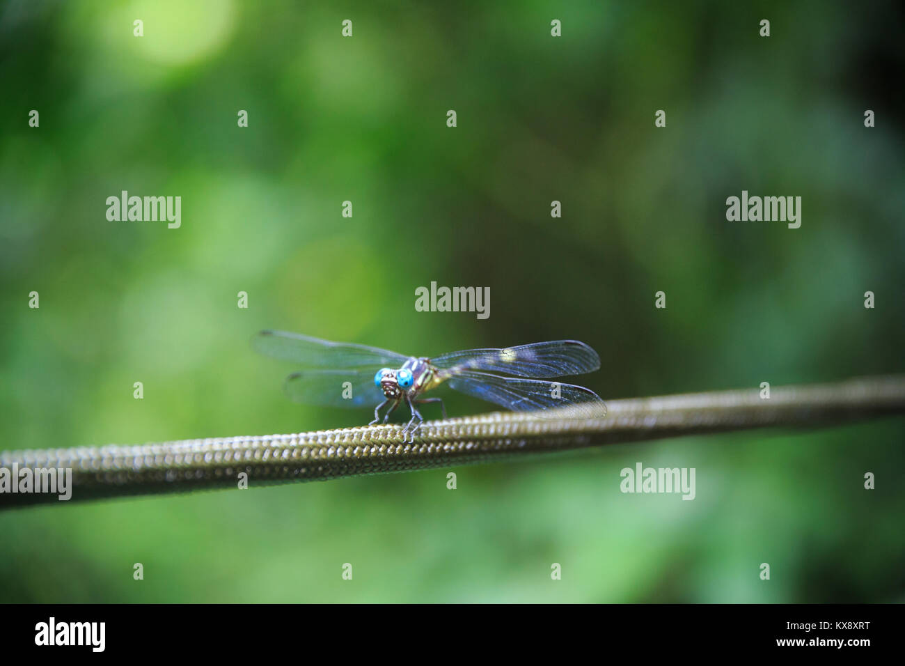 Dragon lfy sitting on rope Stock Photo - Alamy