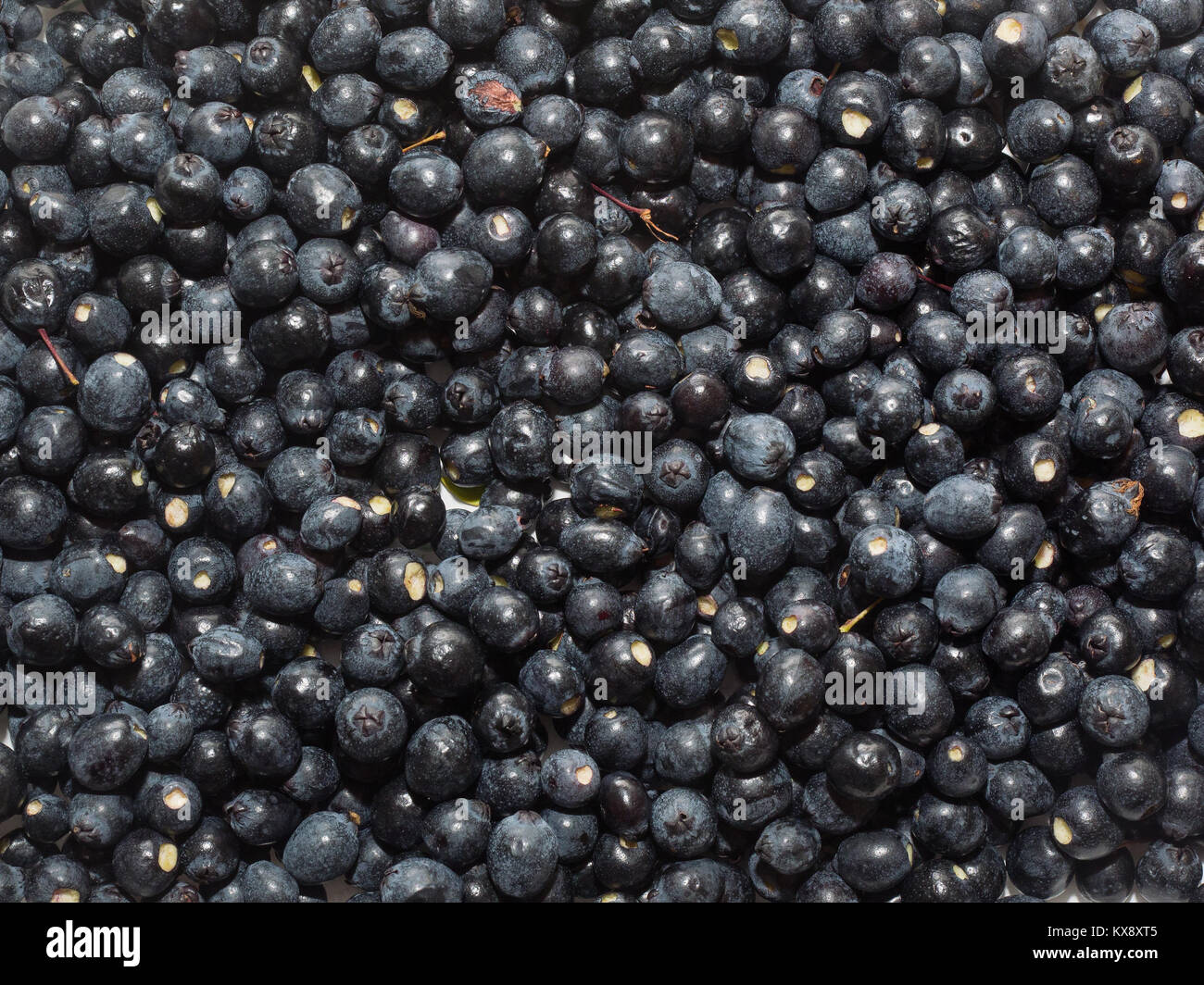 Common myrtle hi-res stock photography and images - Alamy