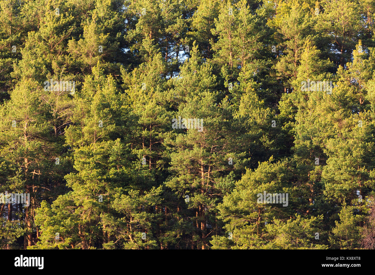 Pine forest sunlight hi-res stock photography and images - Alamy