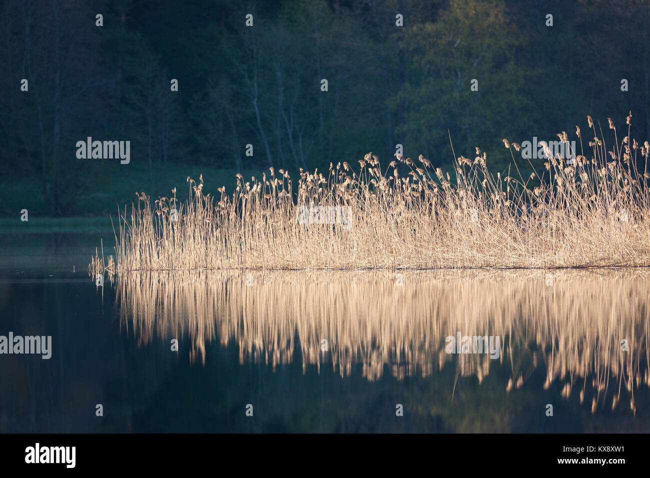 Tranquil lake scene reeds hi-res stock photography and images - Alamy
