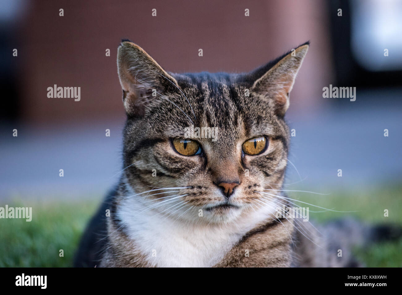 Close up portrait cat hi-res stock photography and images - Alamy