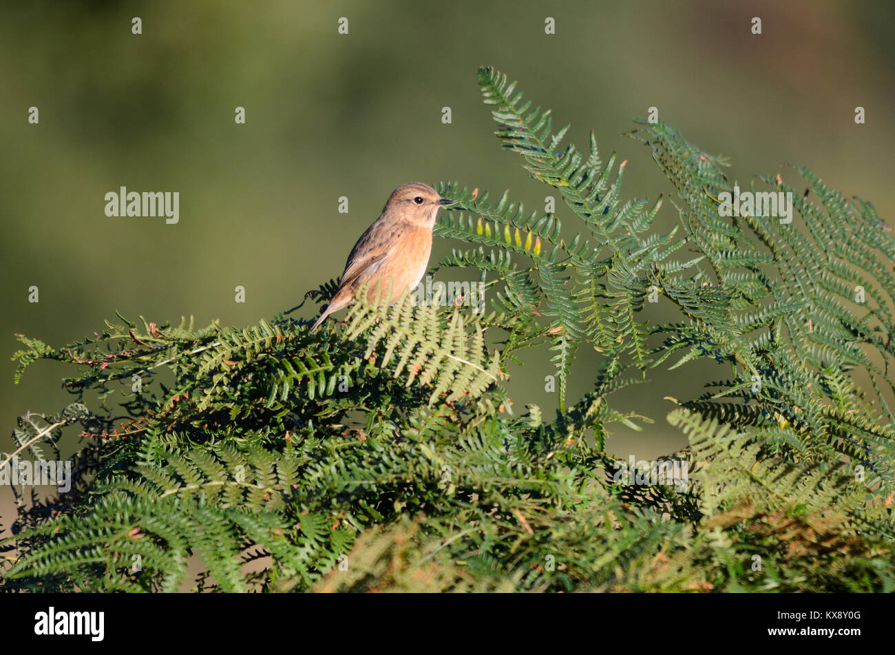 A female Stonechat bird sits on top of bracken fronds in the sunlight ...
