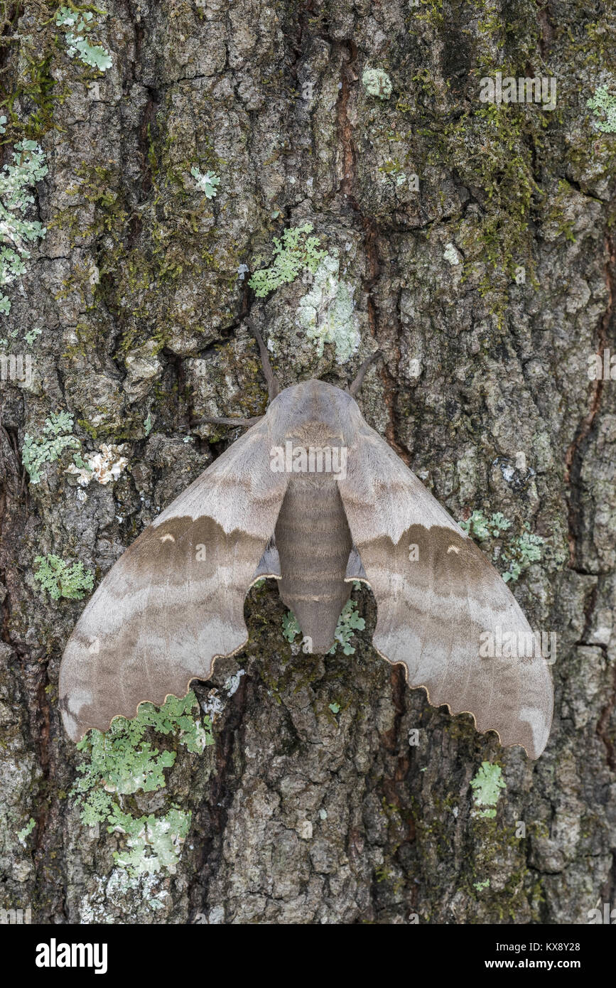 Big Poplar Sphinx aka modest sphinx moth resting on lichen covered tree ...