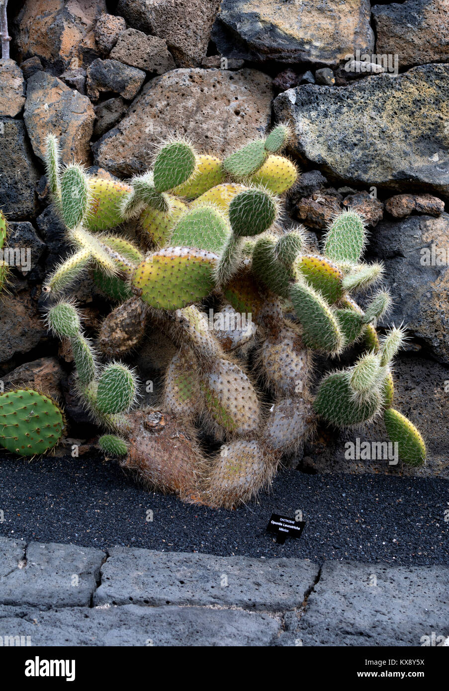 Semaphore pricklypear hi-res stock photography and images - Alamy
