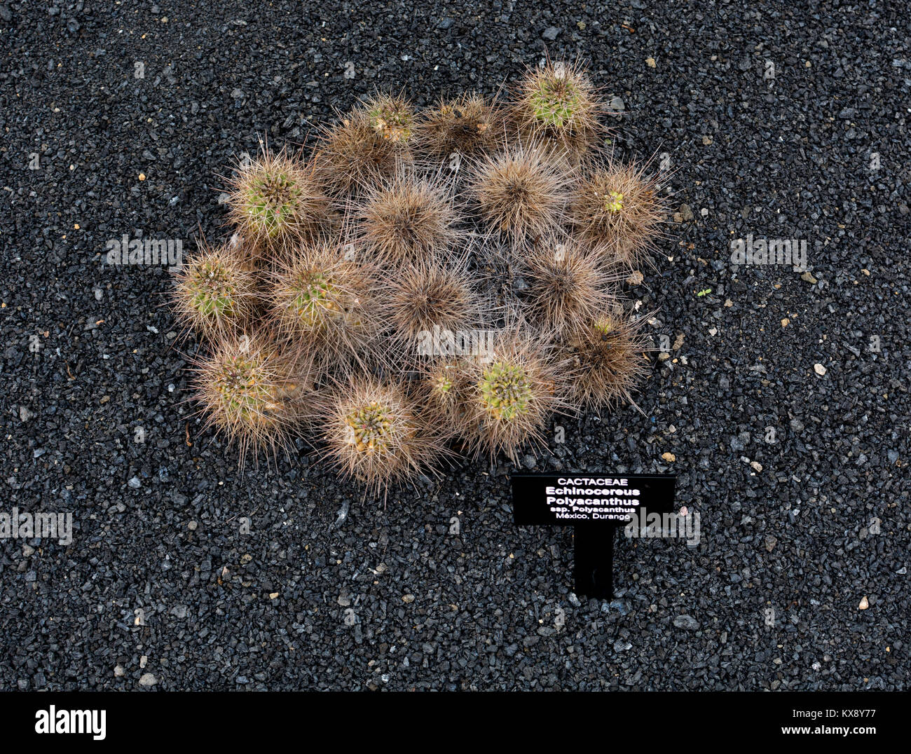 Echinocereus polycanthus hi-res stock photography and images - Alamy