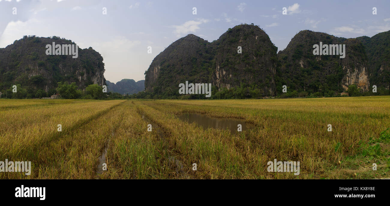 Rice Fields in Tam Coc, Vietnam Stock Photo - Alamy