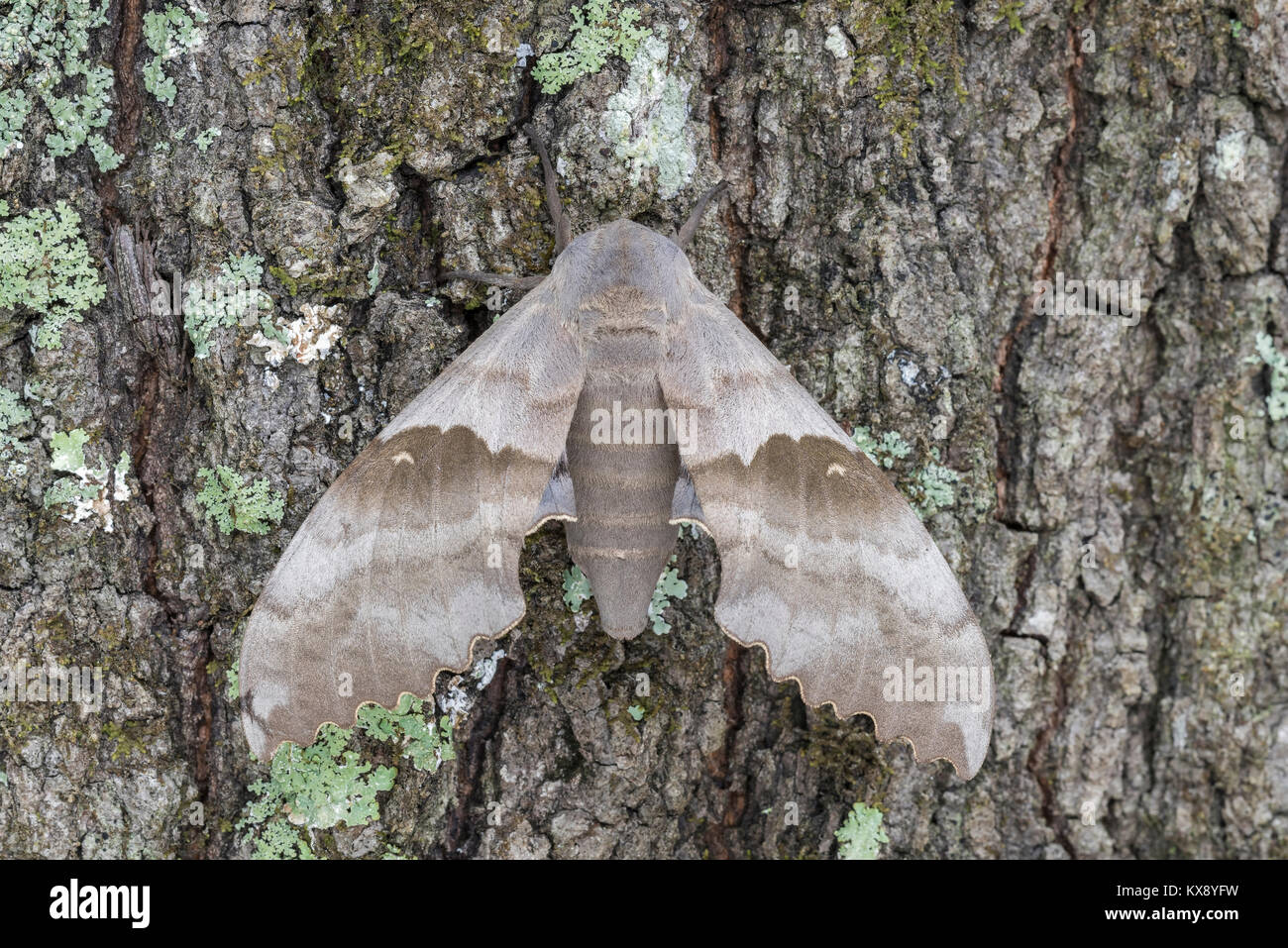 Modest sphinx moth hi-res stock photography and images - Alamy