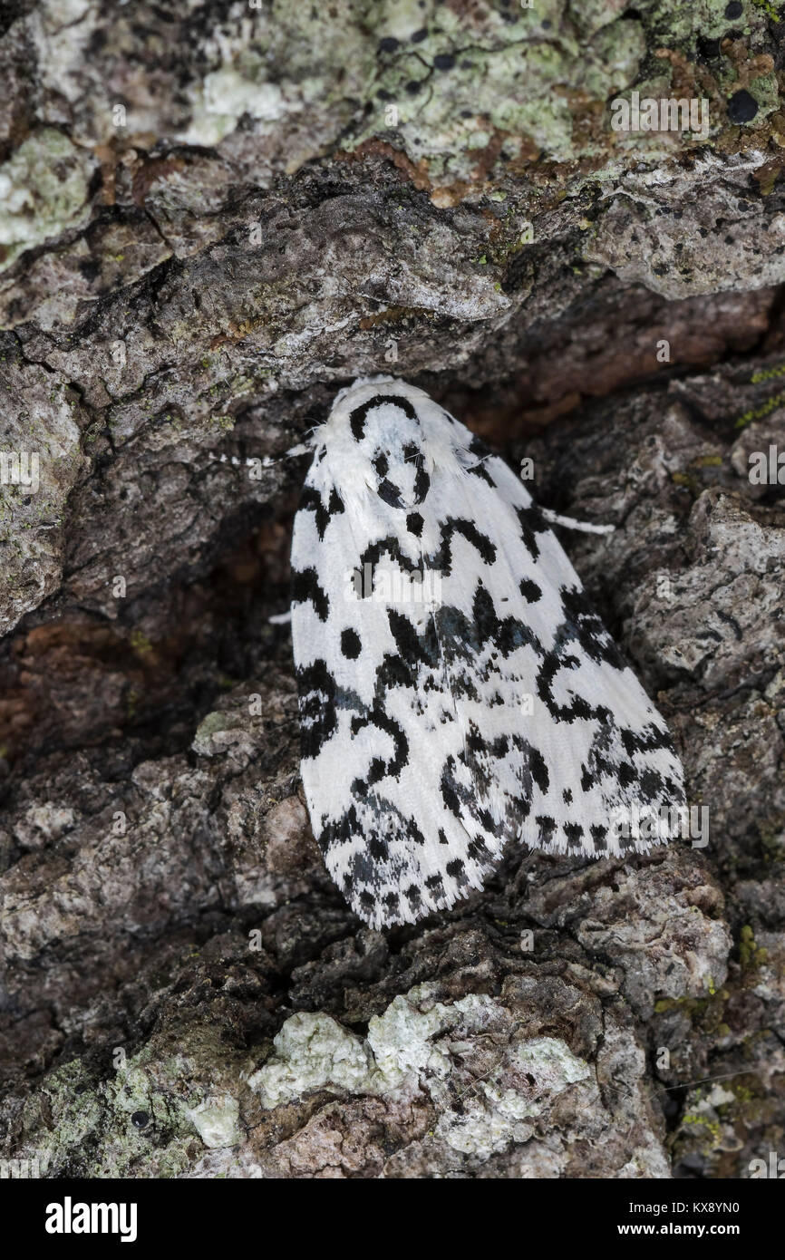 The Hebrew Moth resting on lichen covered bark in Congaree National ...