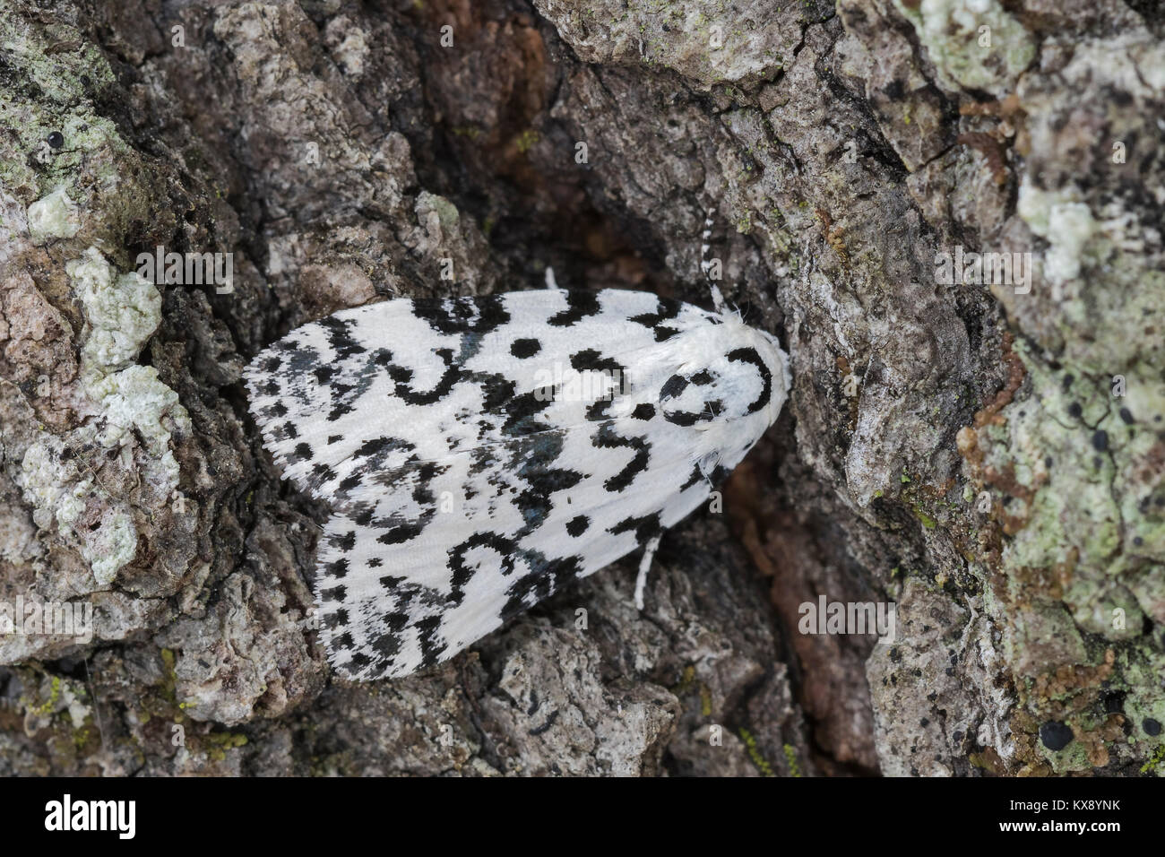 The Hebrew Moth resting on lichen covered bark in Congaree National ...