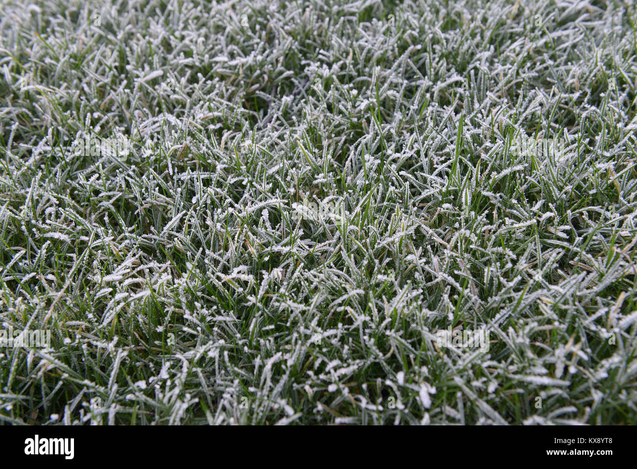 Grass frost hi-res stock photography and images - Alamy