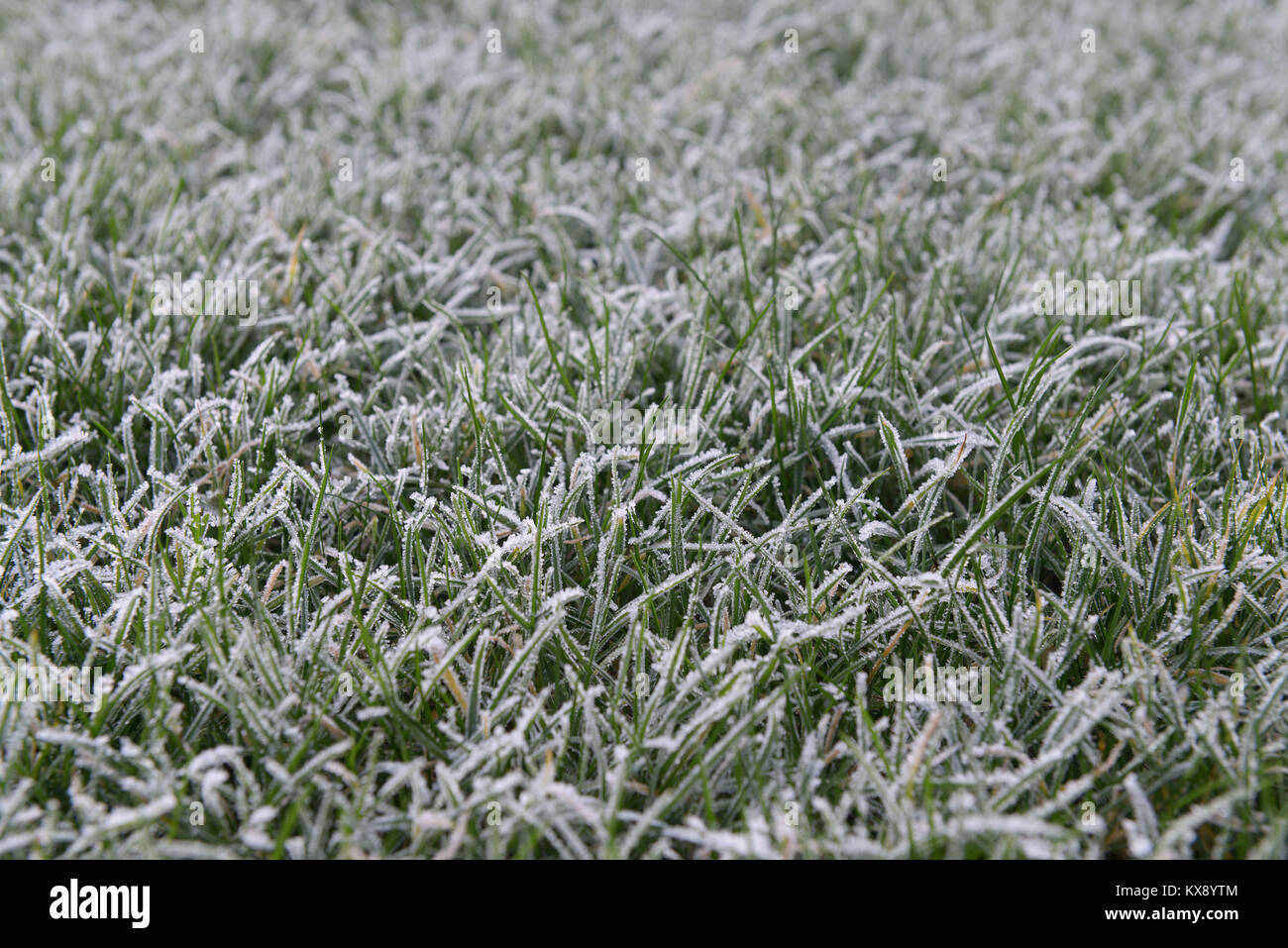 Grass frost hi-res stock photography and images - Alamy