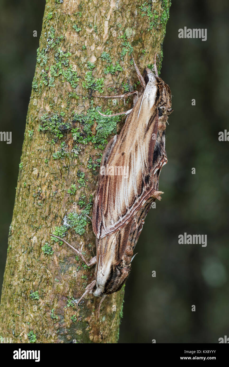 Laurel Sphinx Moth (Sphinx kalmiae) mating (female at top) on White Ash ...