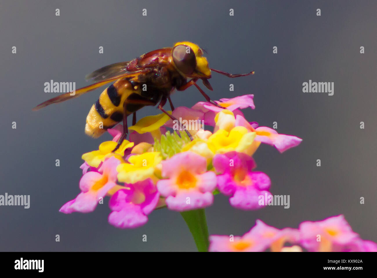 Volucella Zonaria, Hornet Hoverfly, also known as the Hornet Mimic ...