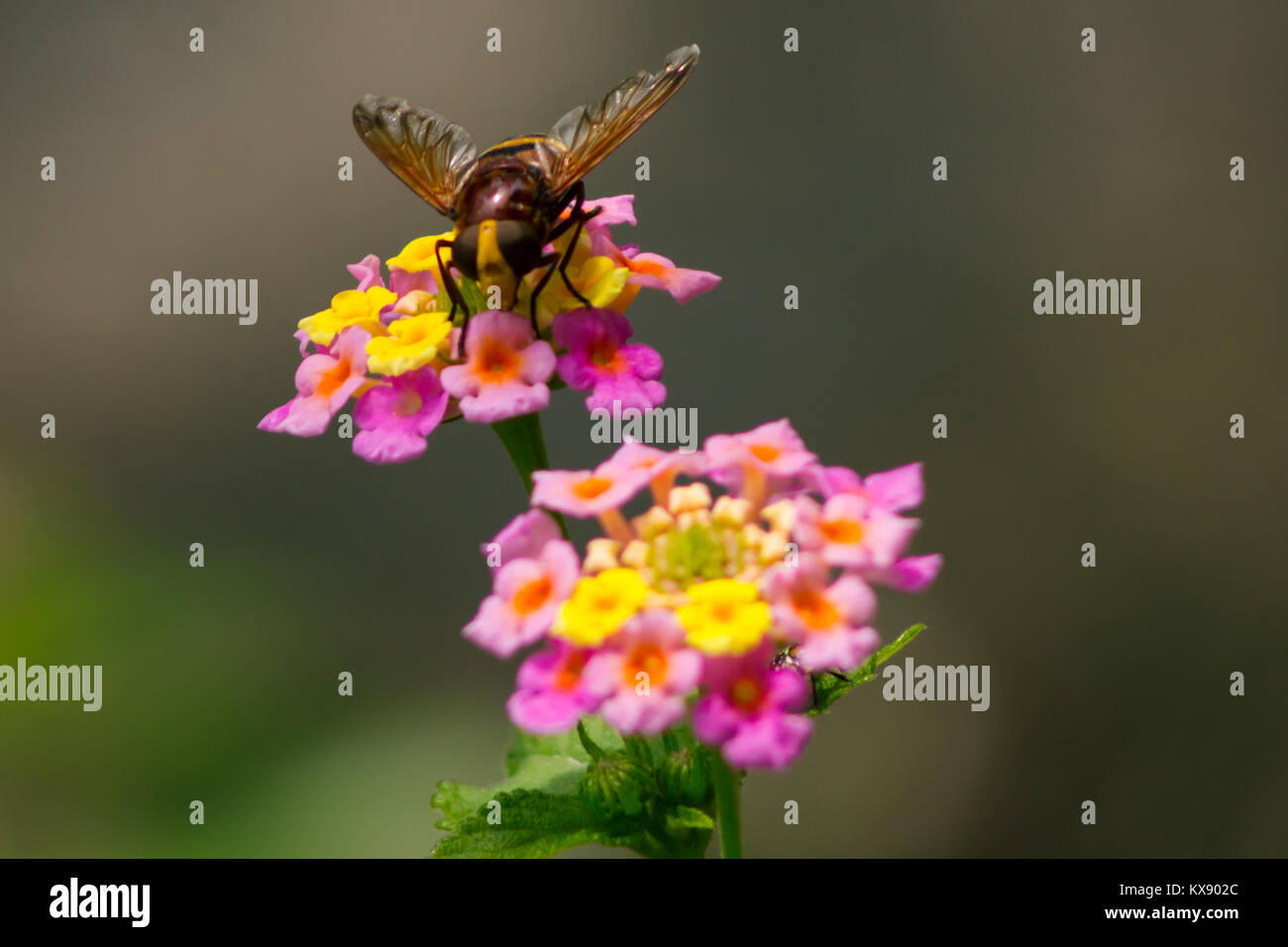 Volucella Zonaria, Hornet Hoverfly, also known as the Hornet Mimic ...