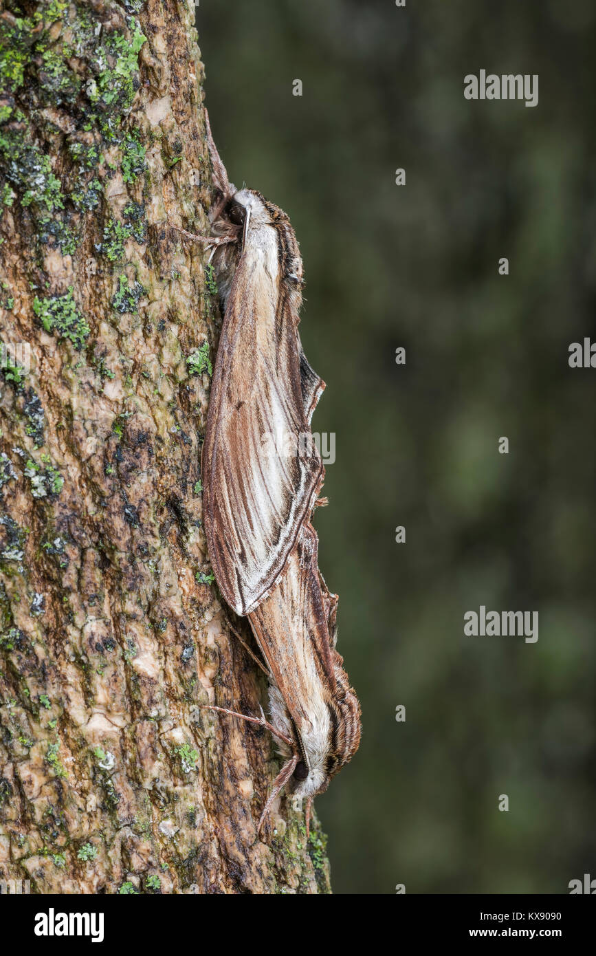 Laurel Sphinx Moth (Sphinx kalmiae) mating (female at top) on White Ash ...