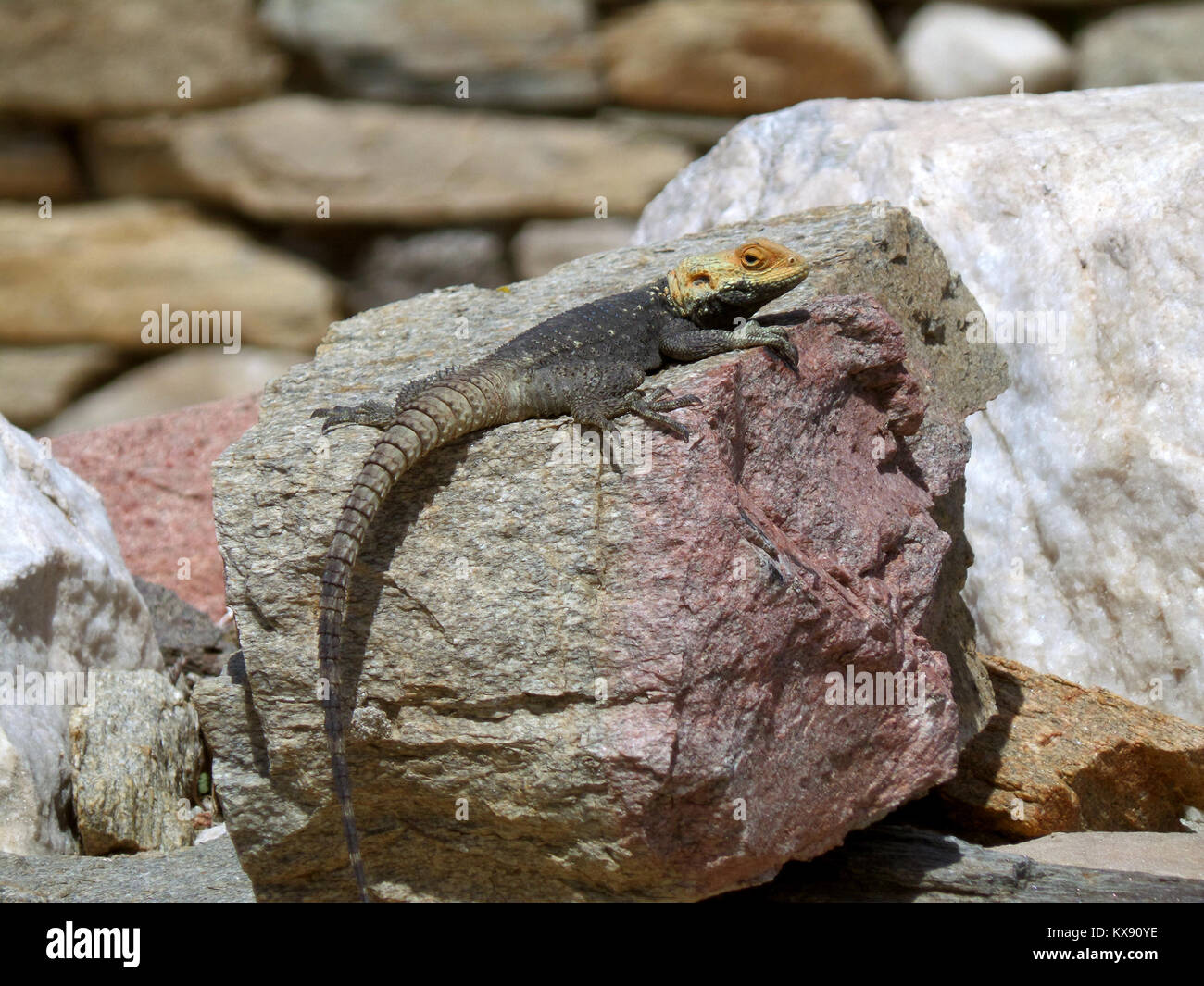 Yellow Headed Lizard Relaxing on the Ruin of Archaeological Site of ...