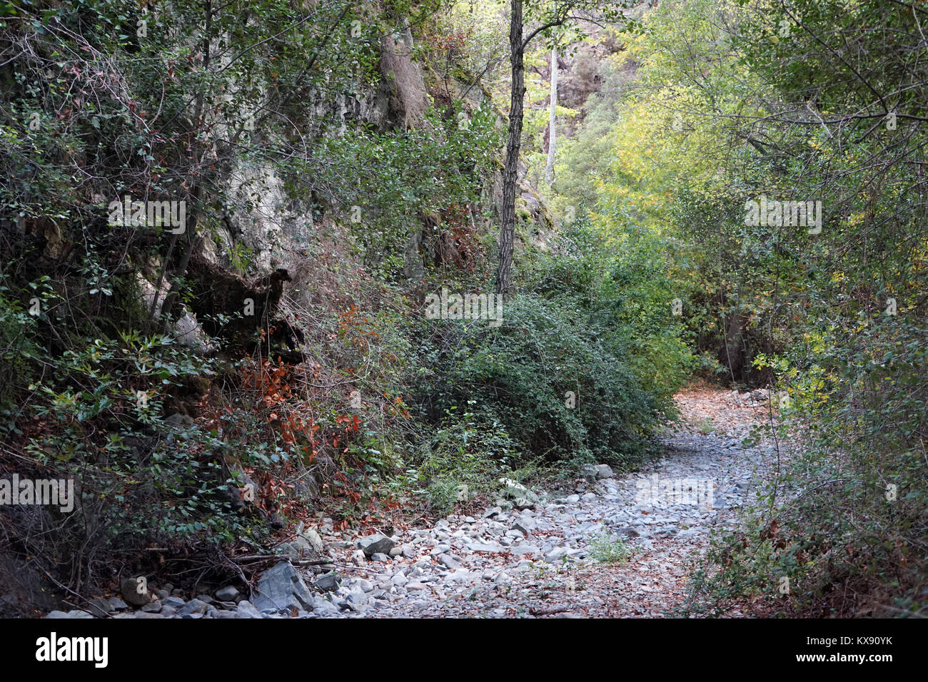 Dry river bed in the forest Stock Photo - Alamy
