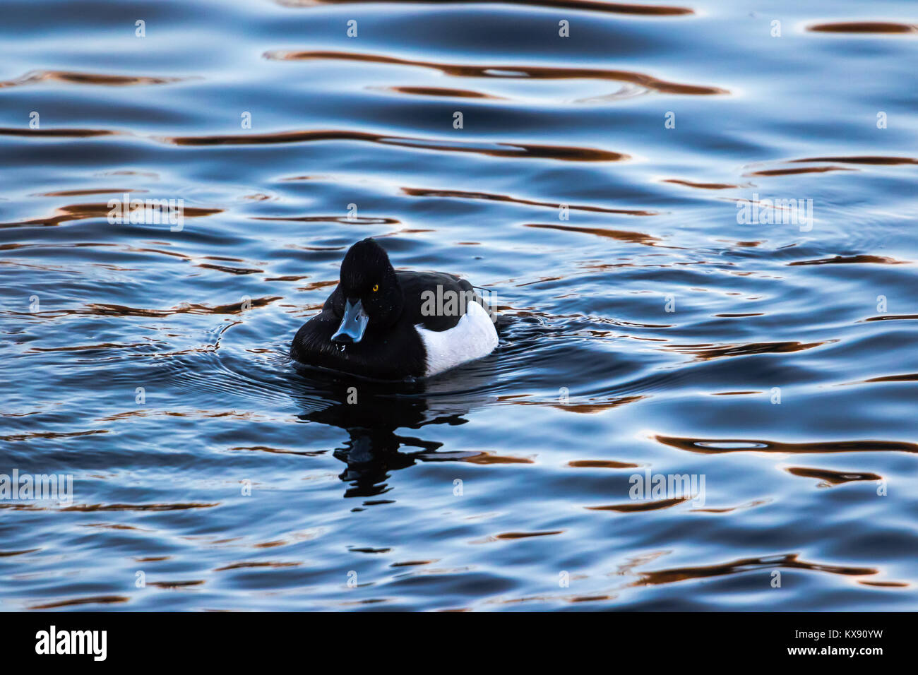 A tufted duck (male). Photographed in January in Nesttun lake, Bergen ...
