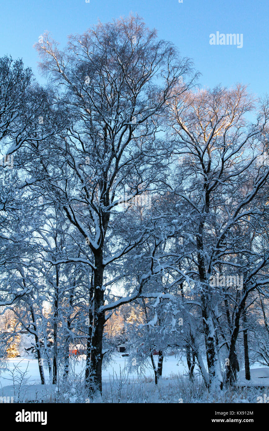 Snow covered trees at Nordaas Lake, Bergen, Norway Stock Photo - Alamy
