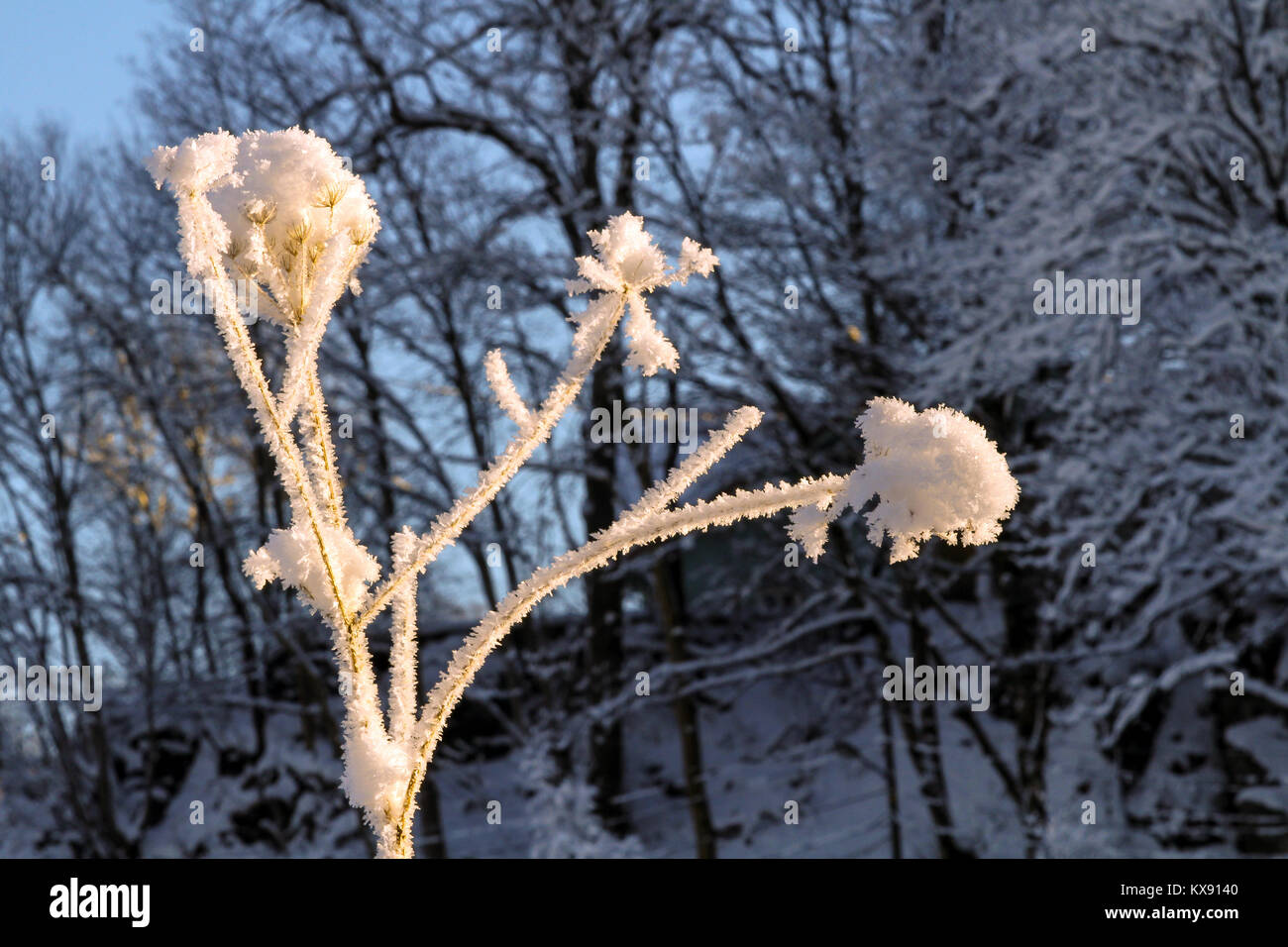 Snow covered trees at Nordaas Lake, Bergen, Norway Stock Photo - Alamy