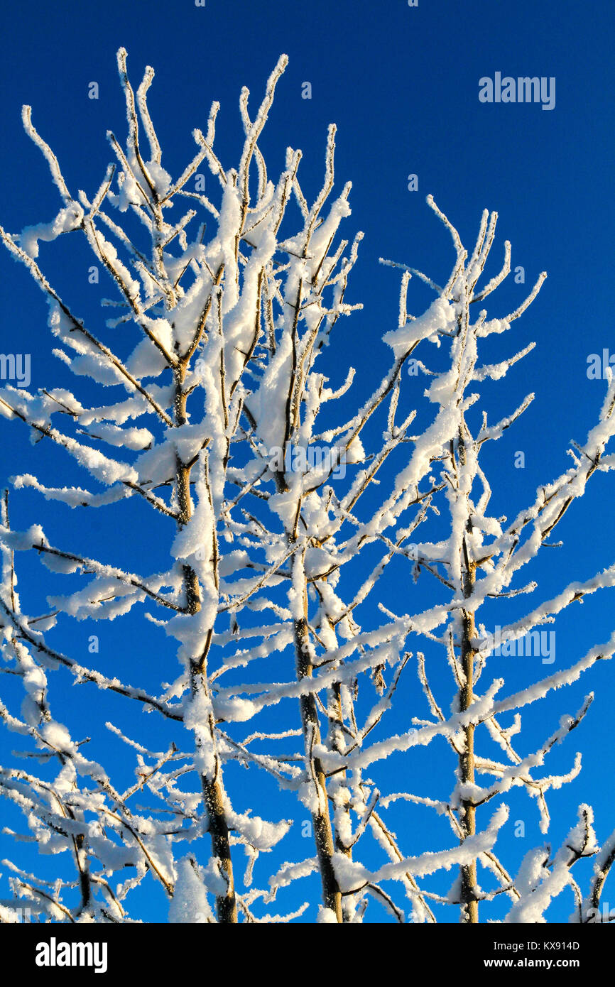 Snow covered trees at Nordaas Lake, Bergen, Norway Stock Photo - Alamy