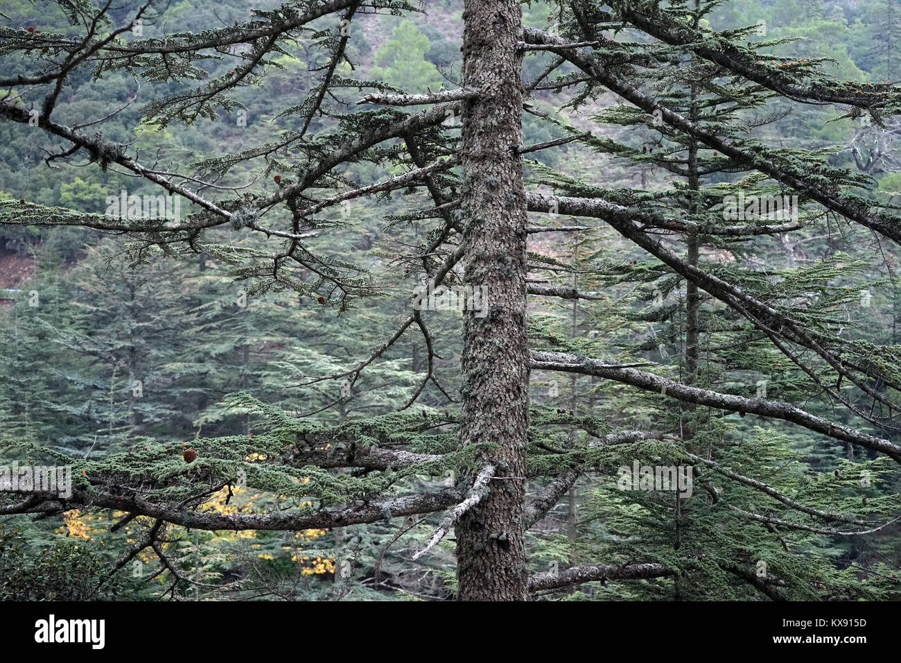 Cedar valley hi-res stock photography and images - Alamy