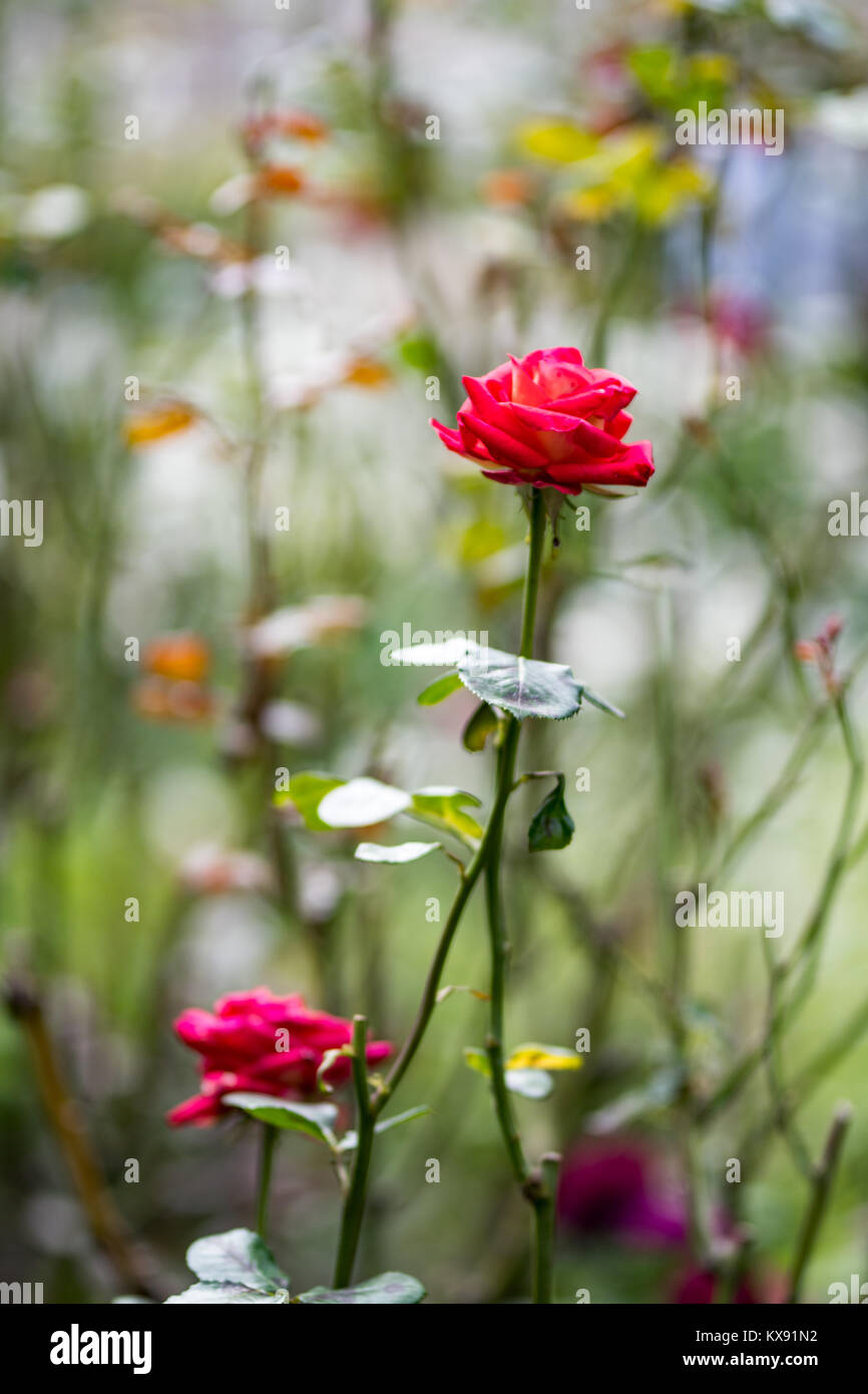 Red roses in a garden Stock Photo - Alamy