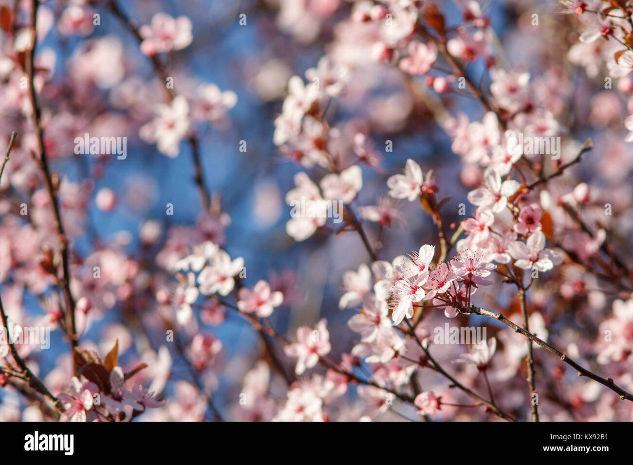 Springtime tree wallpaper hi-res stock photography and images - Alamy